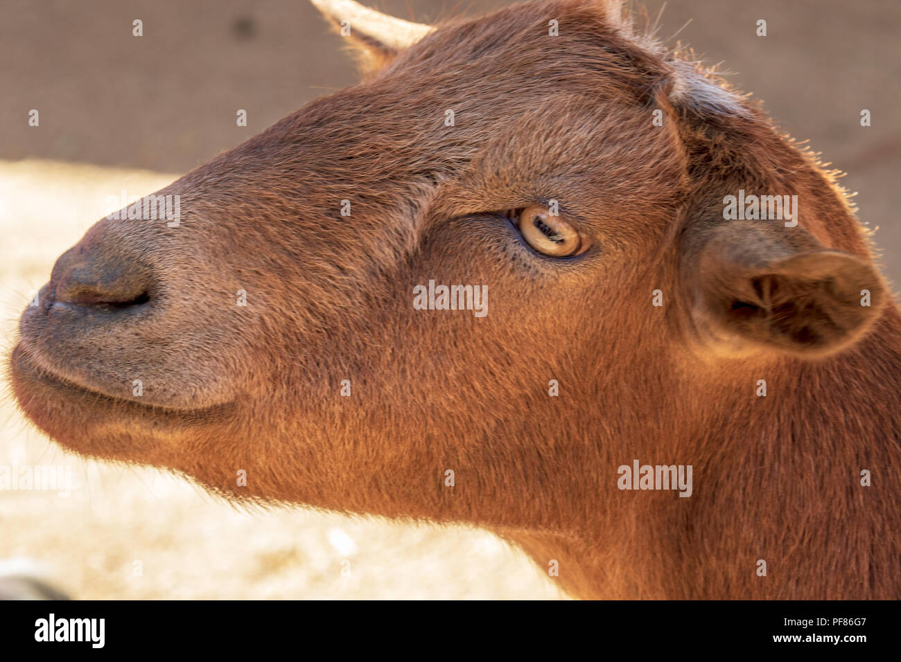 Omasun hi-res stock photography and images - Alamy