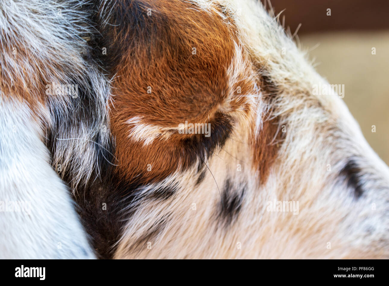 Omasun hi-res stock photography and images - Alamy