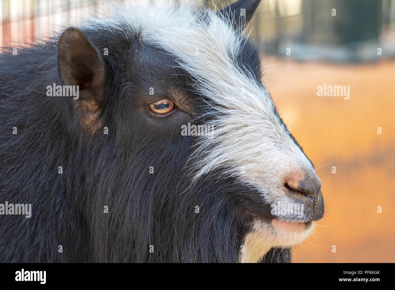 Domestic Goat - Capra aegagrus hircus - Captive Specimen Stock Photo ...