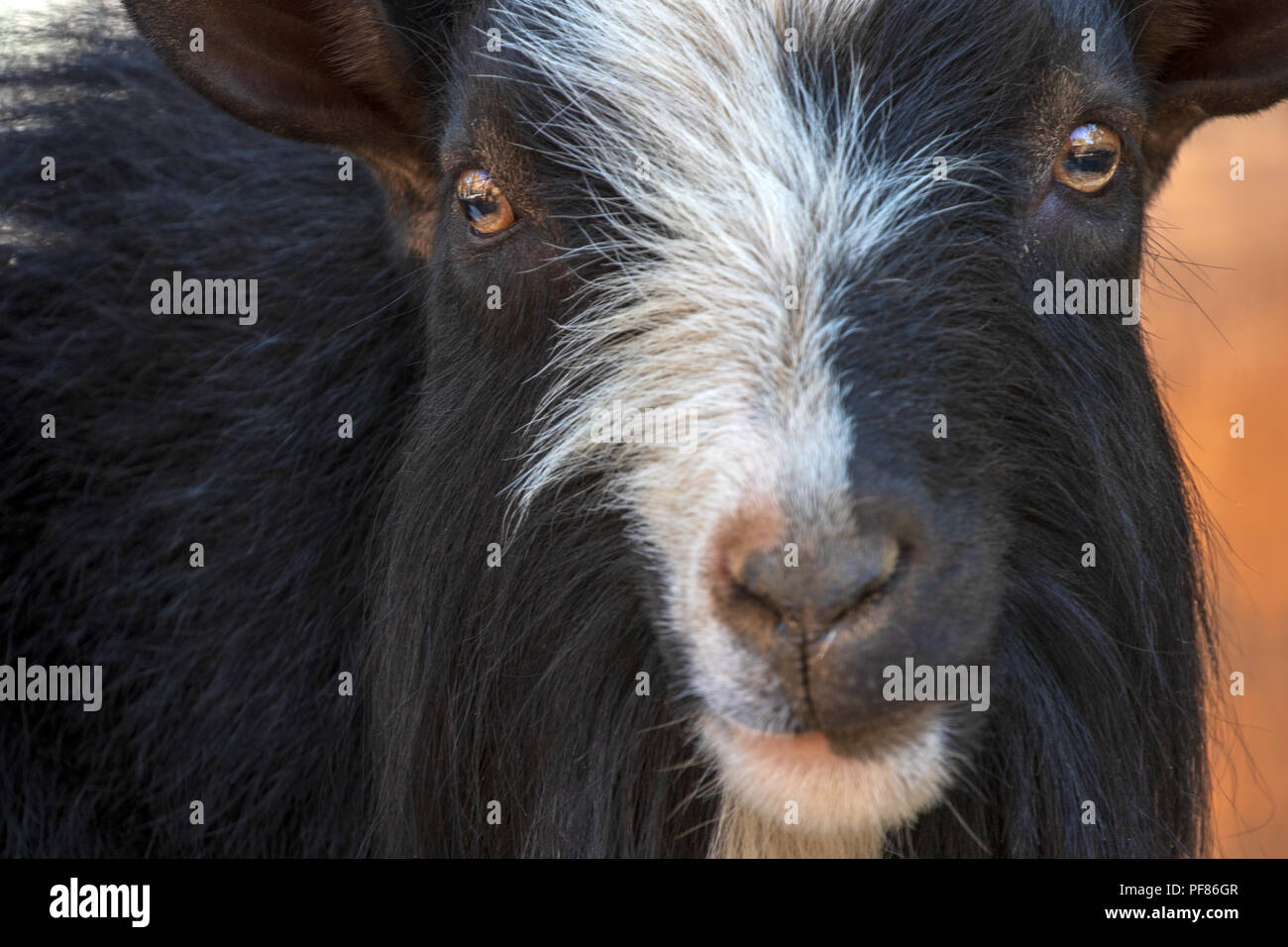 Domestic Goat - Capra aegagrus hircus - Captive Specimen Stock Photo ...