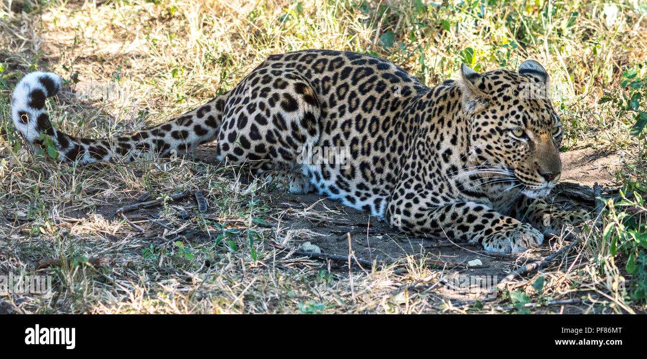Leopard game big 5 hi-res stock photography and images - Alamy