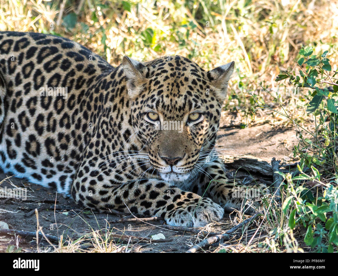 leopard under a tree in africa Stock Photo - Alamy