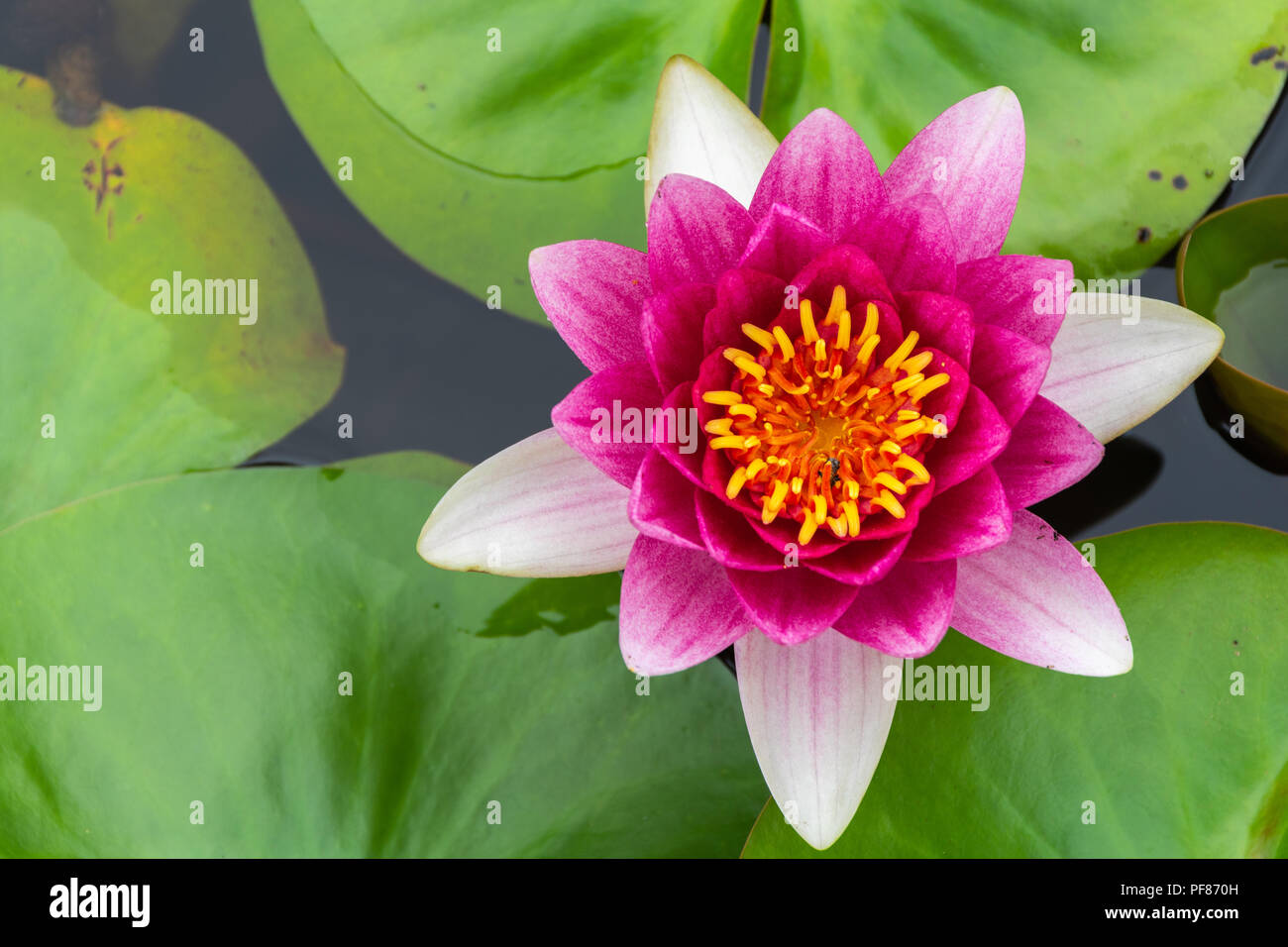 Pink lotus in swamp nature hi-res stock photography and images - Alamy