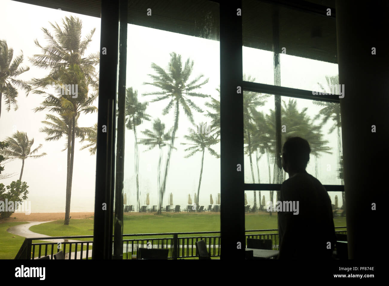 Man watching monsoon and coconut tree on the beach blowing in the wind ...
