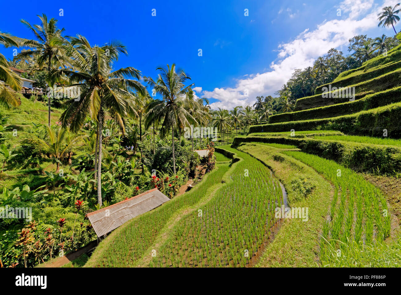 Tegalalang Rice Terraces in Bali Stock Photo - Alamy