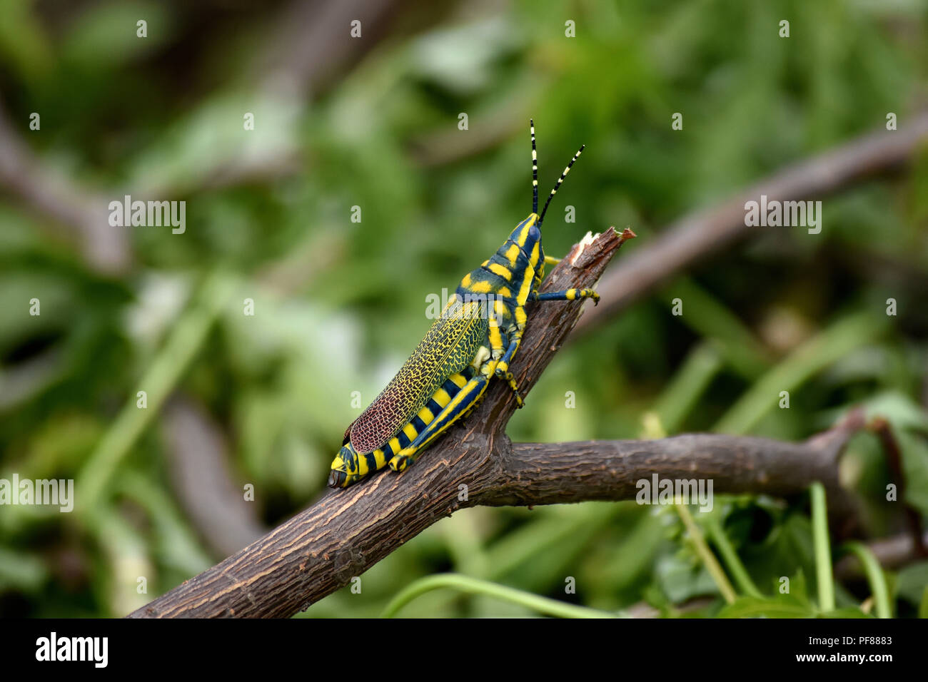 Painted grasshopper on a branch Stock Photo - Alamy