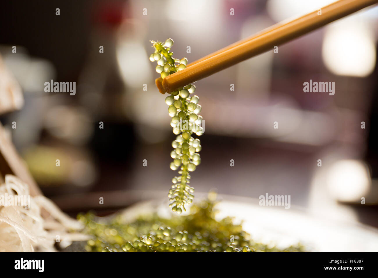 Chopsticks with Umi-budou Seaweed or sea grapes ( green caviar ) seaweed Healthy food Stock ...