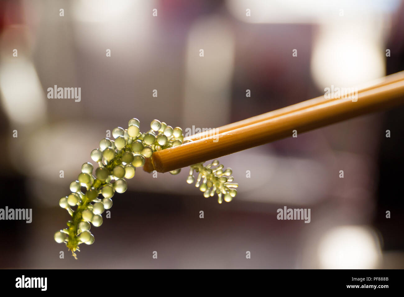 Chopsticks with Umi-budou Seaweed or sea grapes ( green caviar ) seaweed Healthy food Stock ...