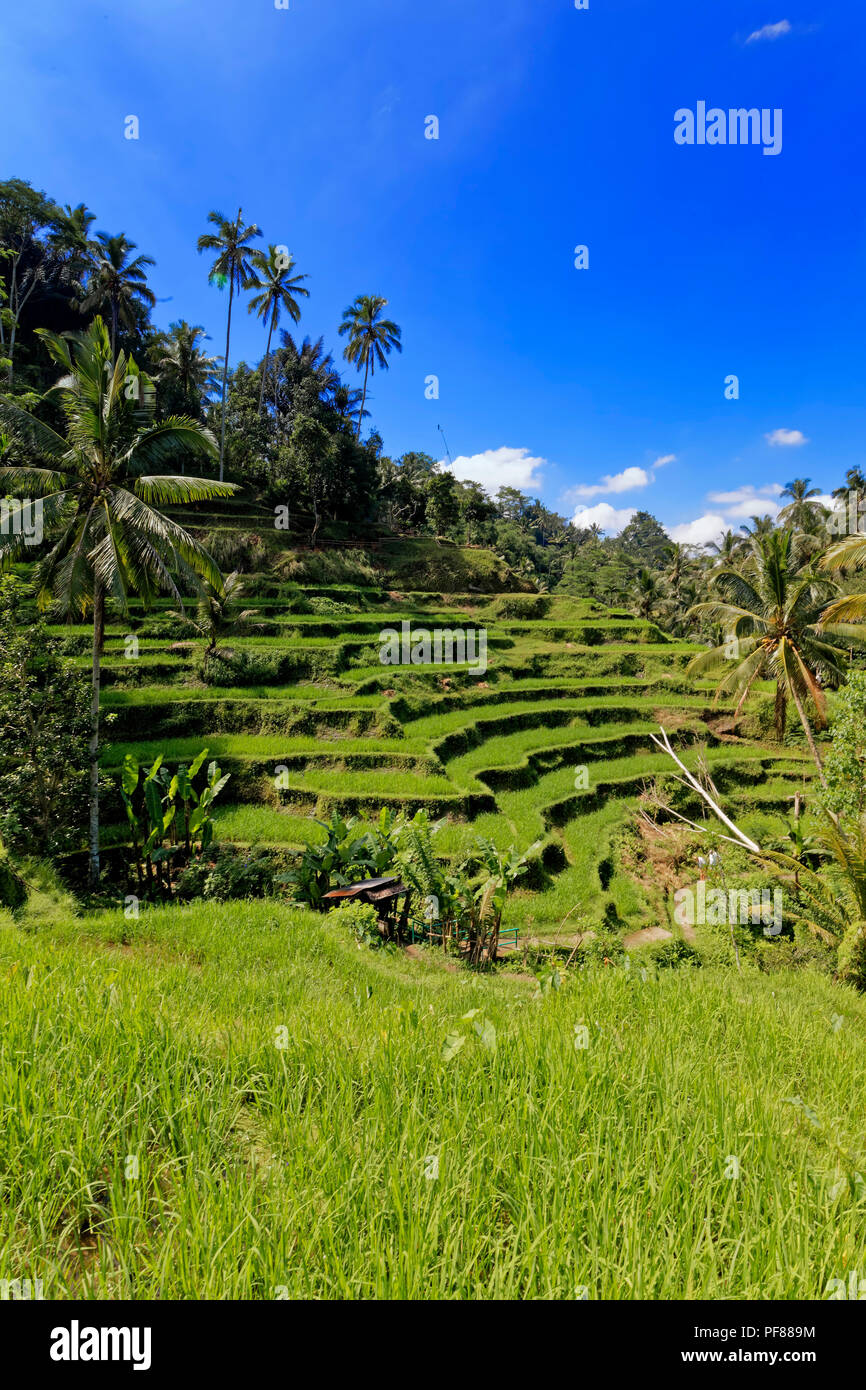 Rice terraces of tegalalang hi-res stock photography and images - Alamy