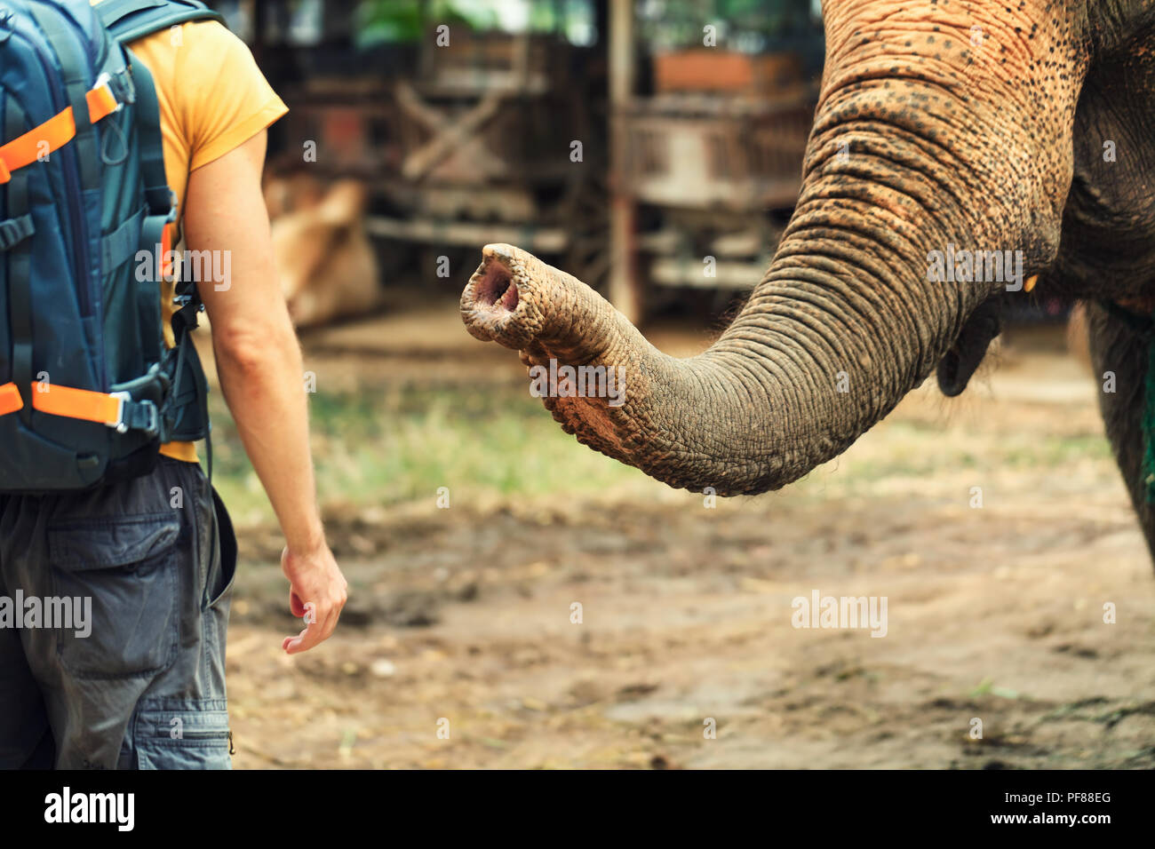 Thailand elephants experience: Elephant meet with traveler tourist ...