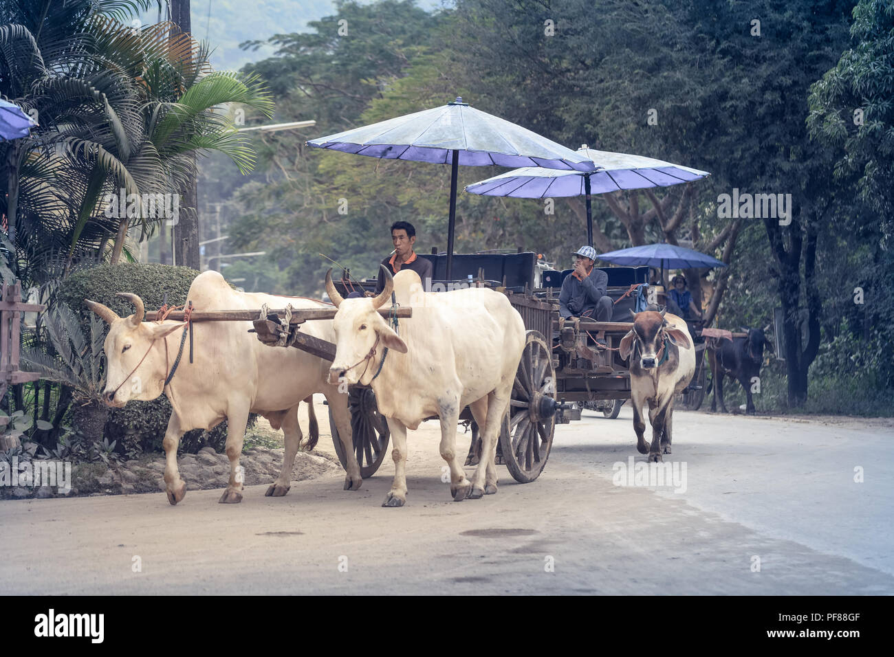 Man riding ox cart hi-res stock photography and images - Alamy