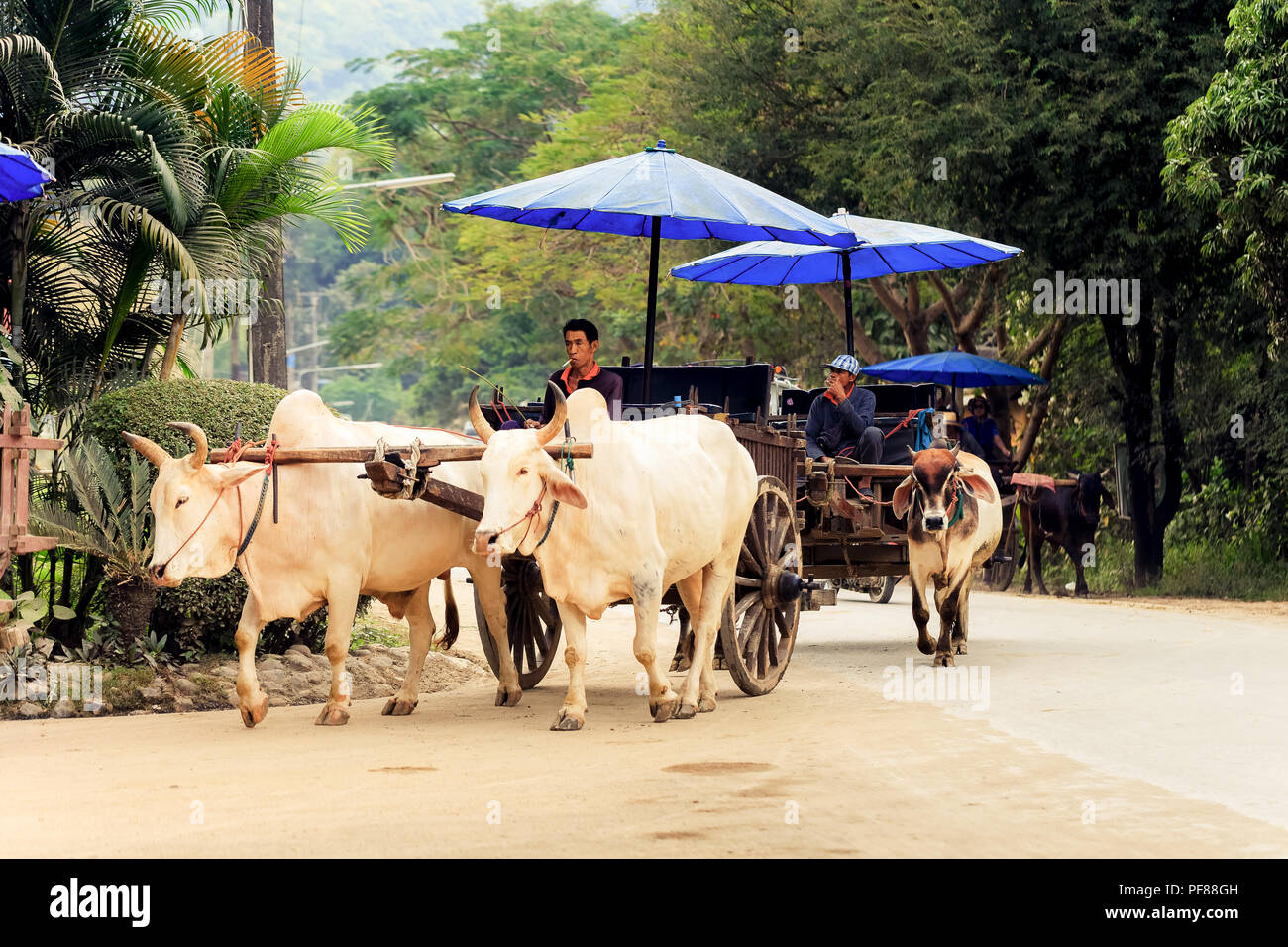 Traditional asian culture old style ox cart transportation traveller ...