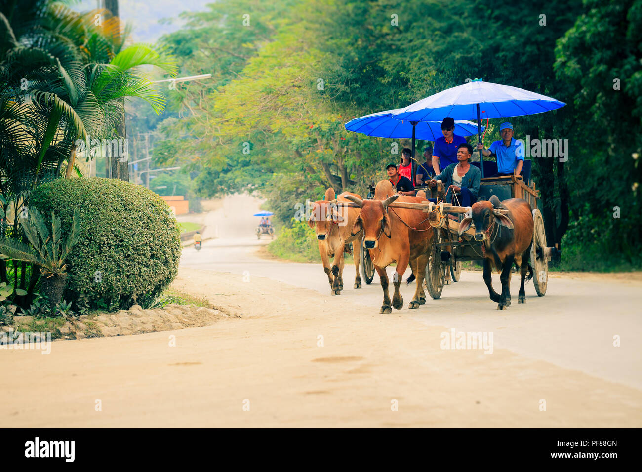 Traditional asian culture old style ox cart transportation traveller ...