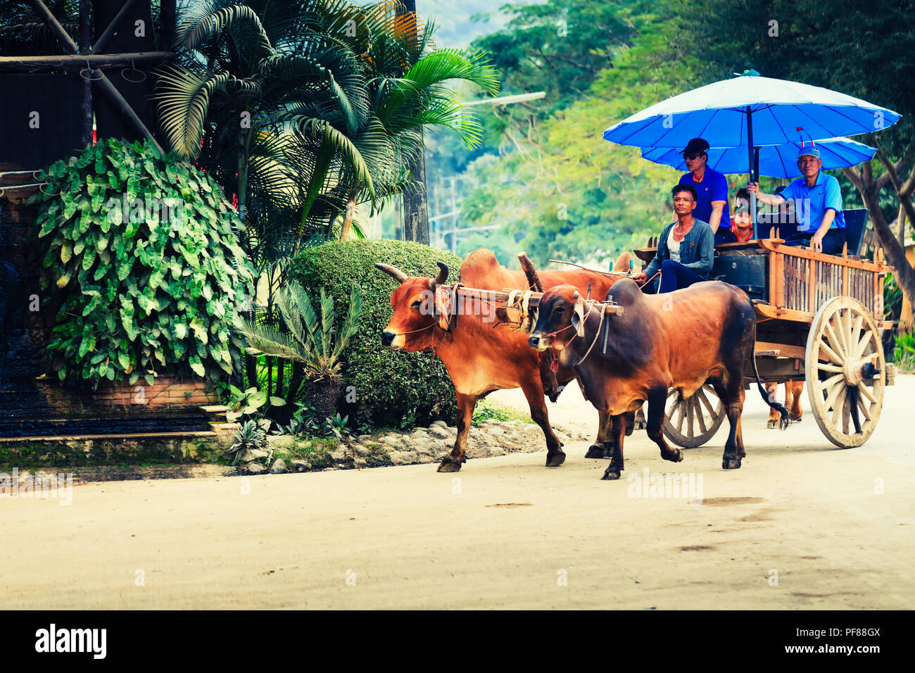 Man riding ox cart hi-res stock photography and images - Alamy
