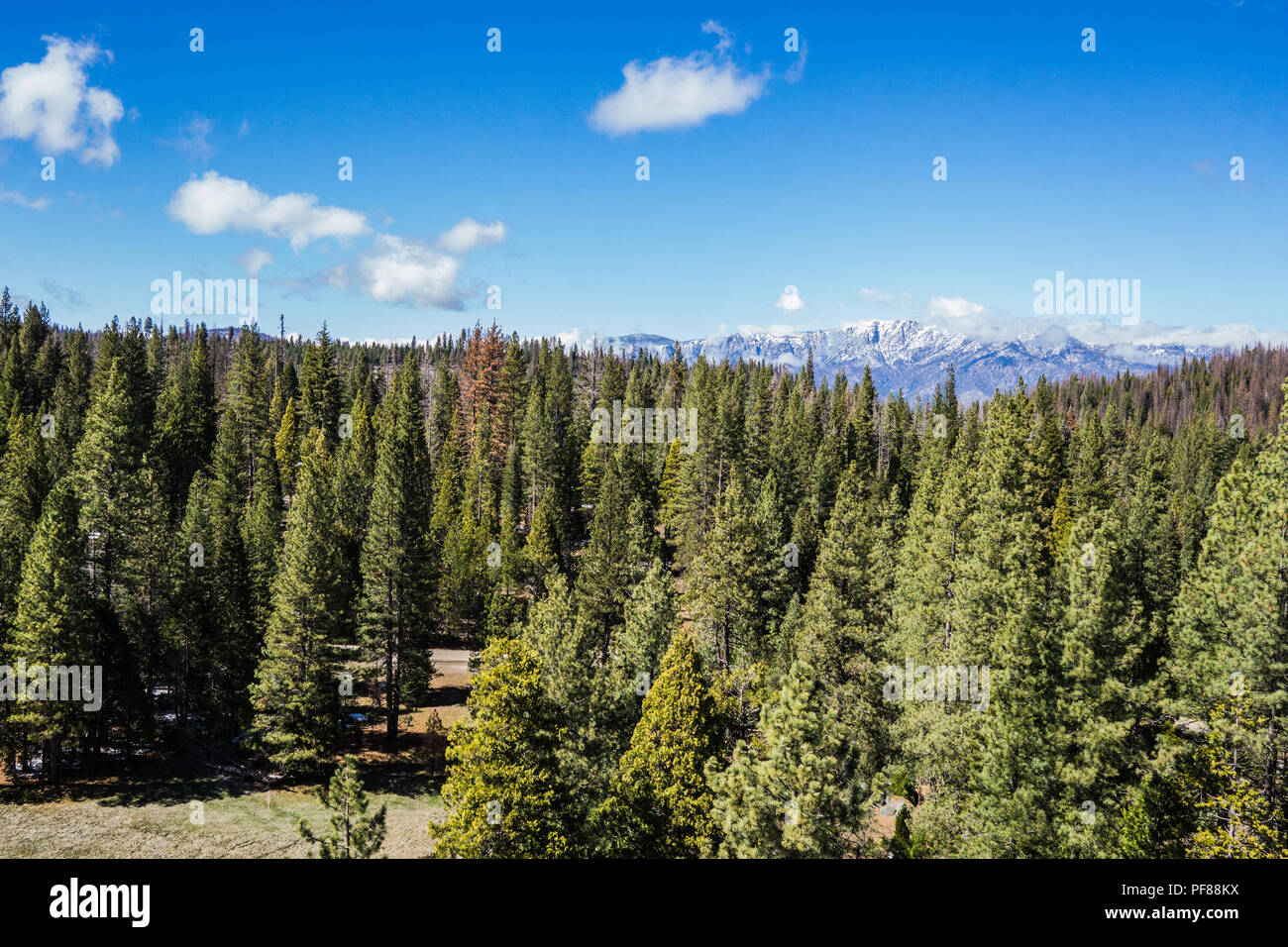 Green pine trees and tall mountains covered in snow for spring time in ...