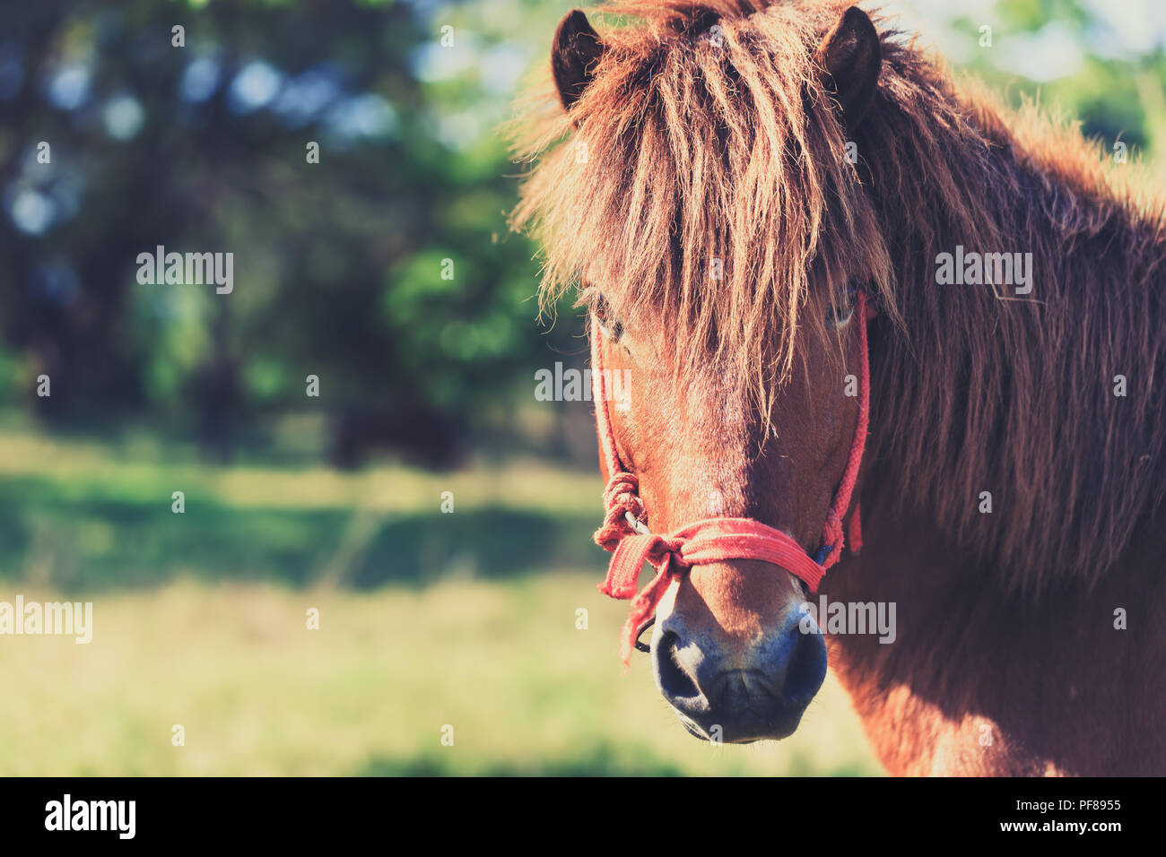 Portrait pony on nature background, brown horse Stock Photo - Alamy