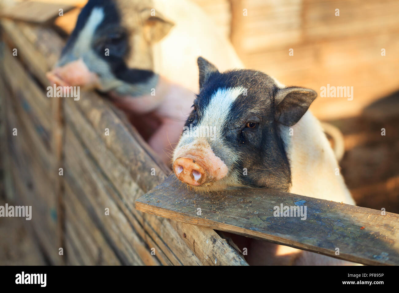 Pig High Resolution Stock Photography and Images - Alamy