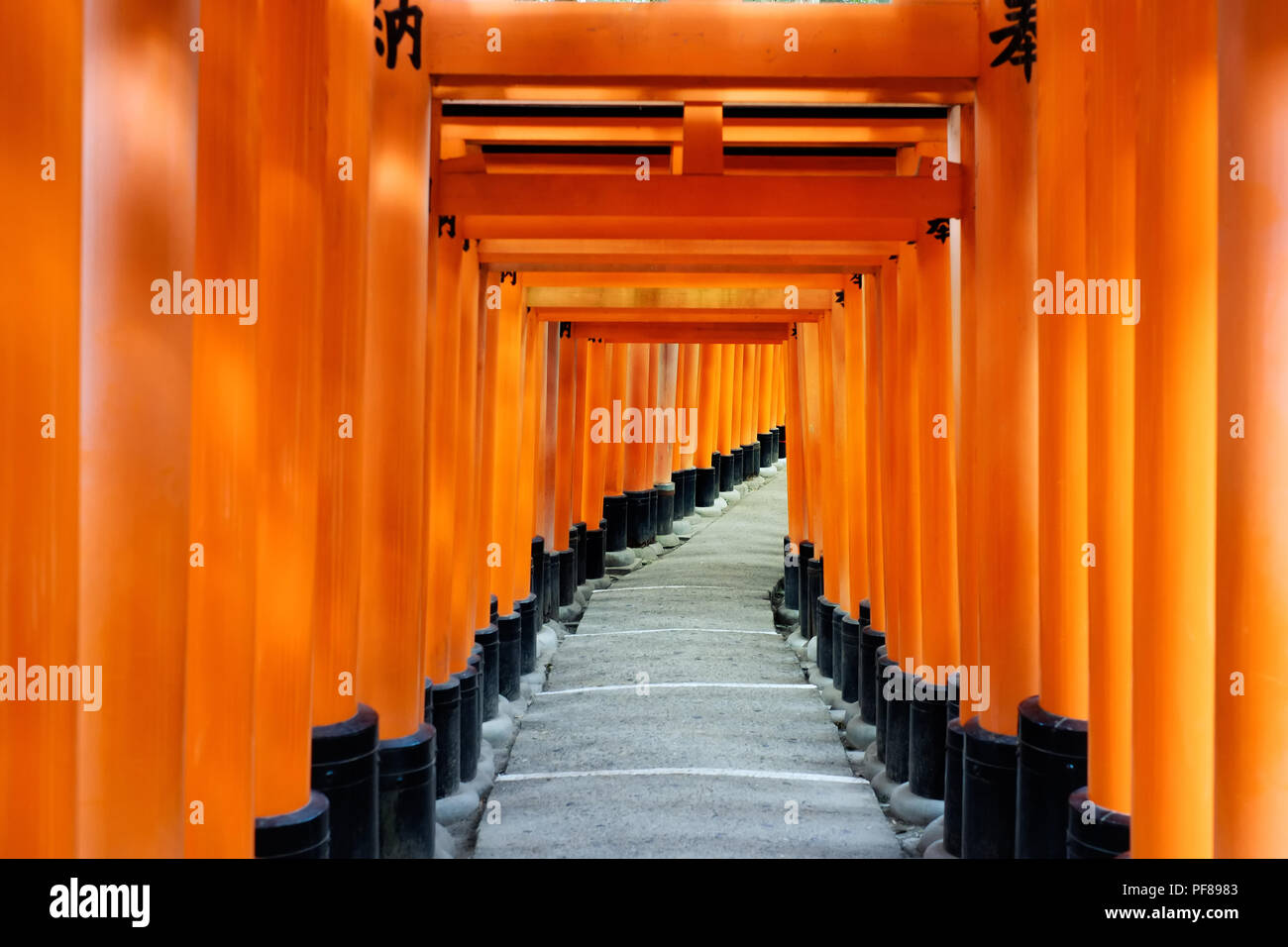 The world cultural heritage, red gate way, torii corridor in Fushimi ...