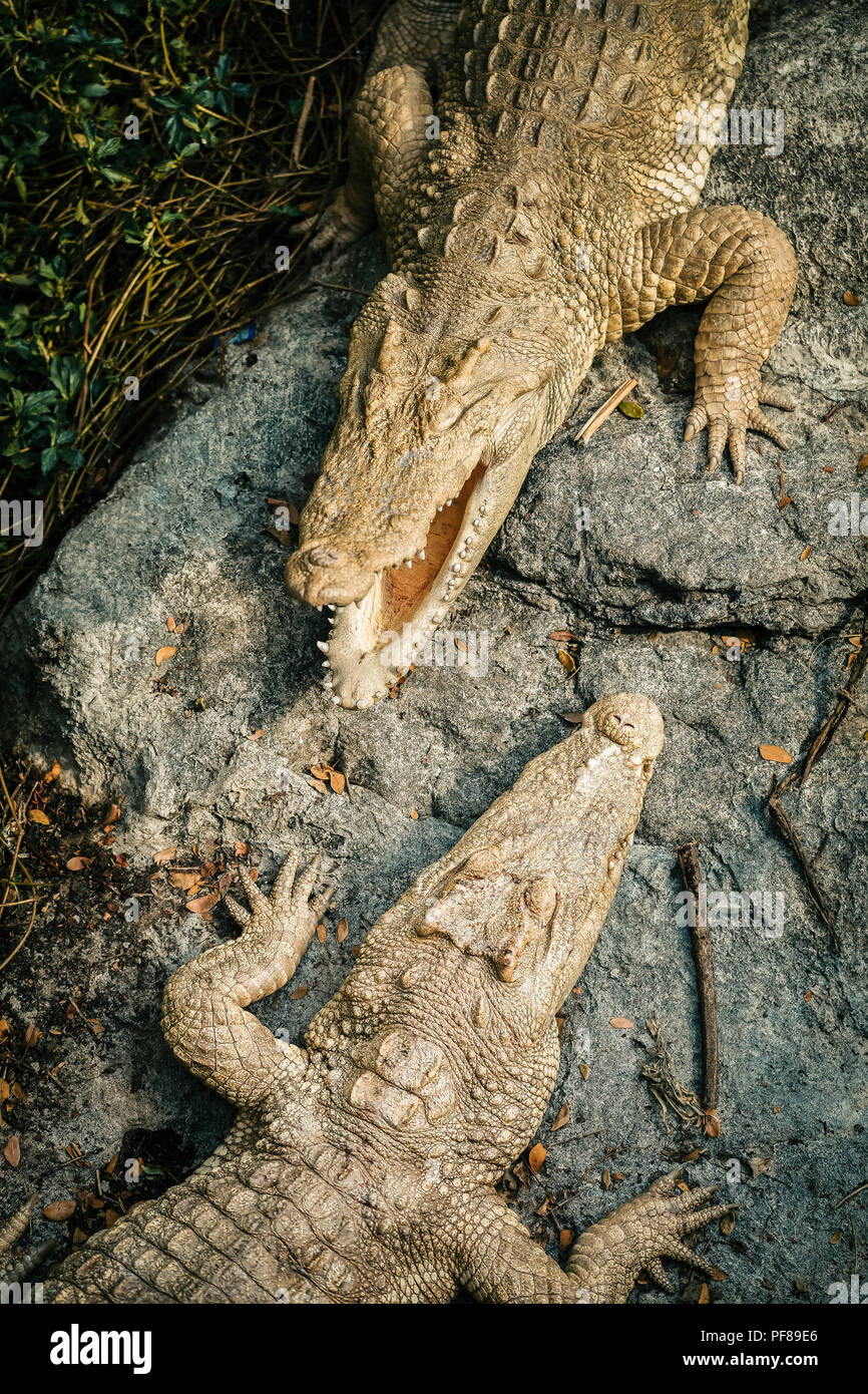 Crocodil In A Crocodiles Farm in Thailand Stock Photo - Alamy