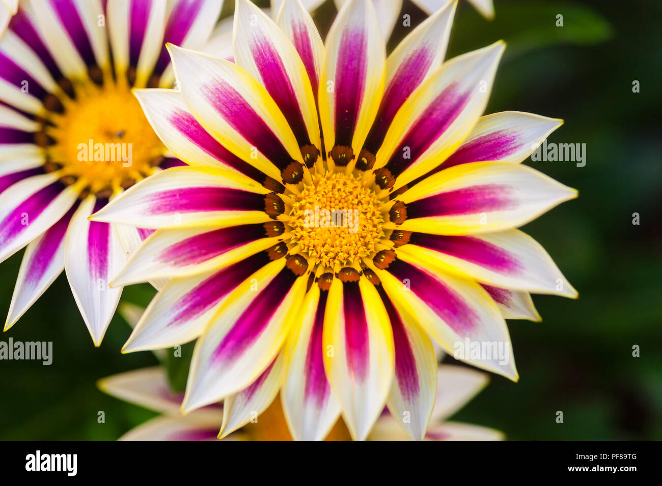 flower with beautiful petals Stock Photo - Alamy