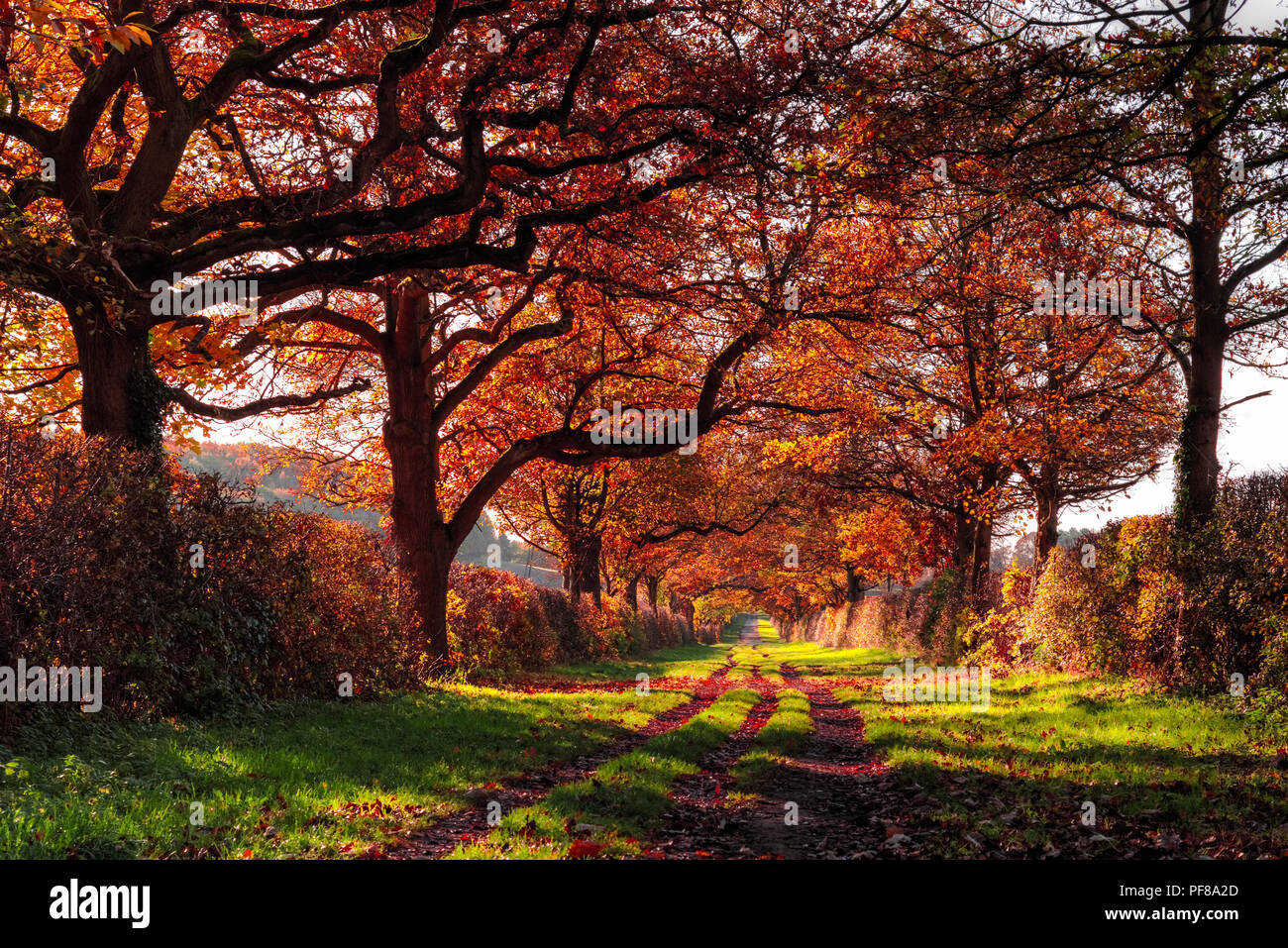 Early morning walk in the Nottinghamshire countryside Stock Photo - Alamy