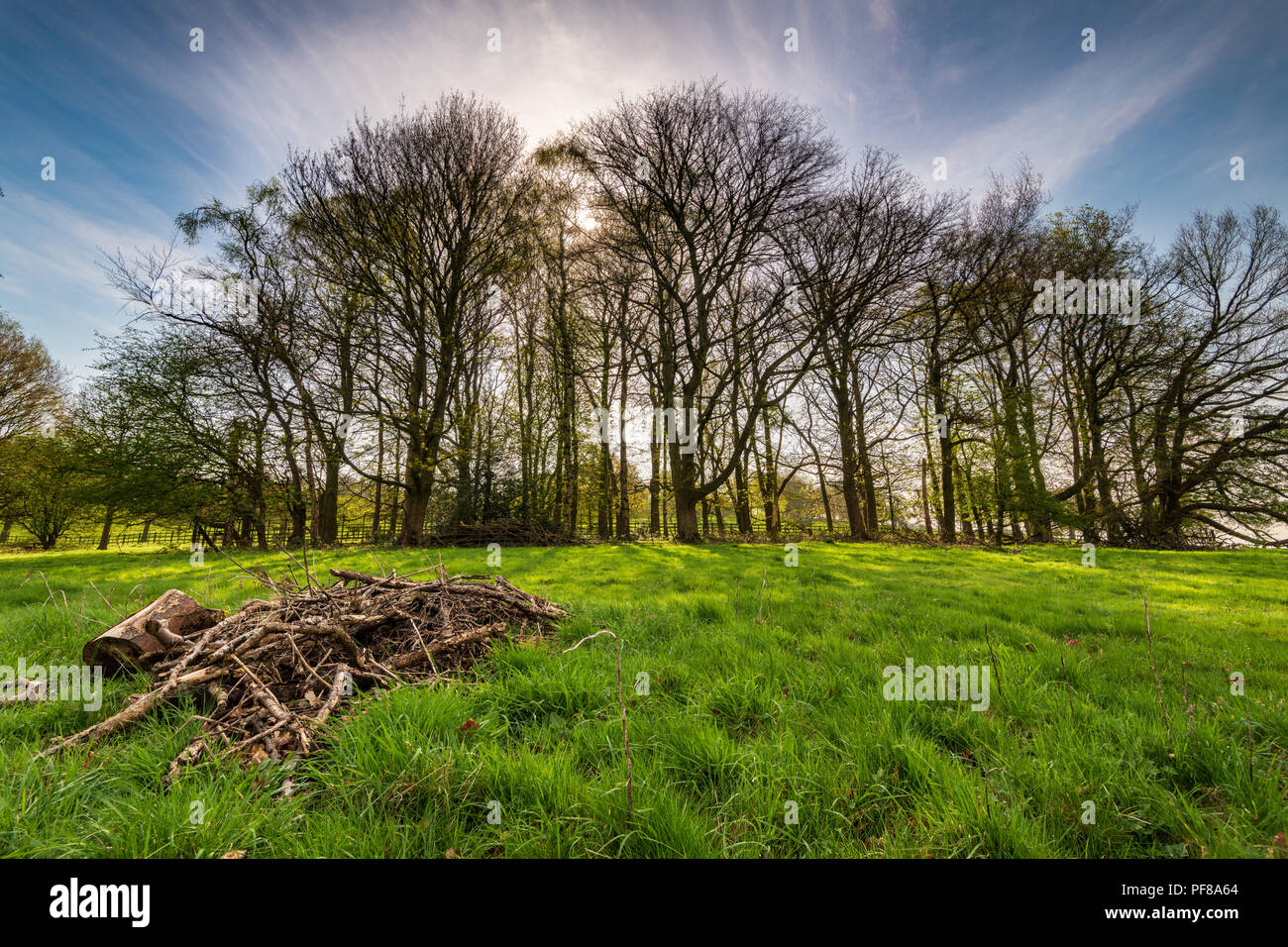 A little feel of Spring at last Stock Photo - Alamy