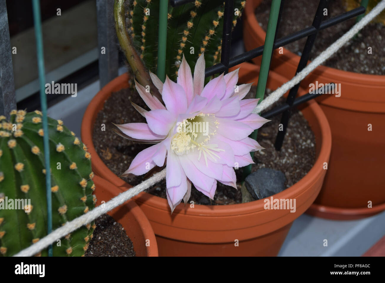 hedgehog cacti in pink bloom in clay pots with sandy soil, Echinopsis ...