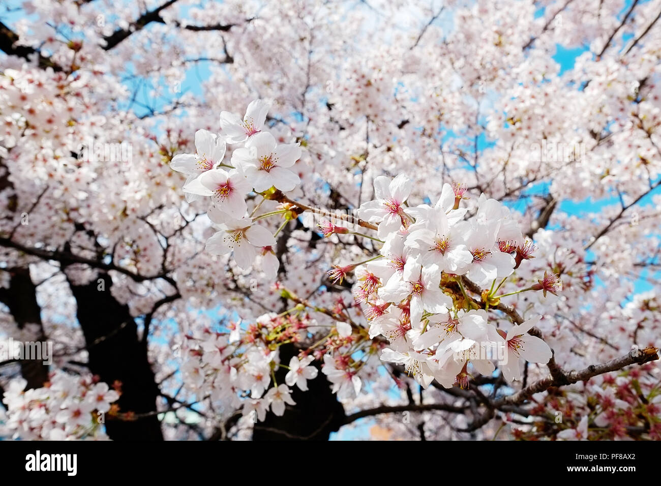Bright pink cherry blossoms bloom hi-res stock photography and images ...