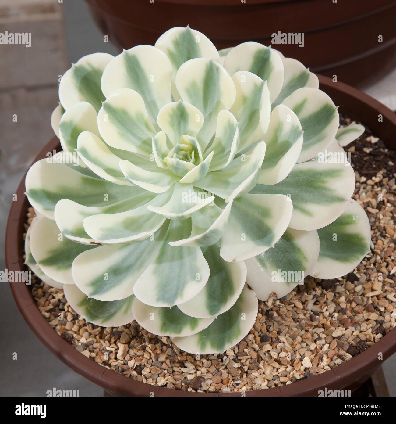 Echeveria 'Compton Carousel' - Variegated Hens and Chicks is a ...