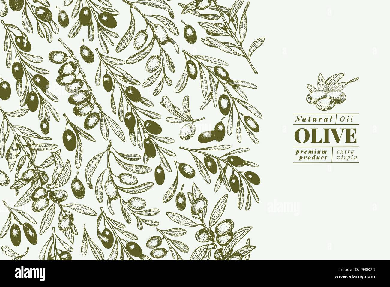 Olive tree banner template. Vector retro illustration. Hand drawn ...