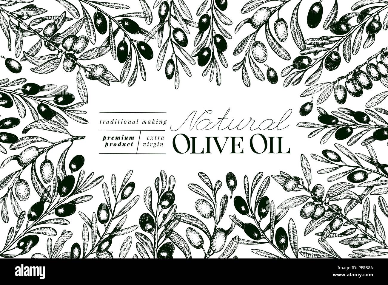 Olive tree banner template. Vector retro illustration. Hand drawn ...