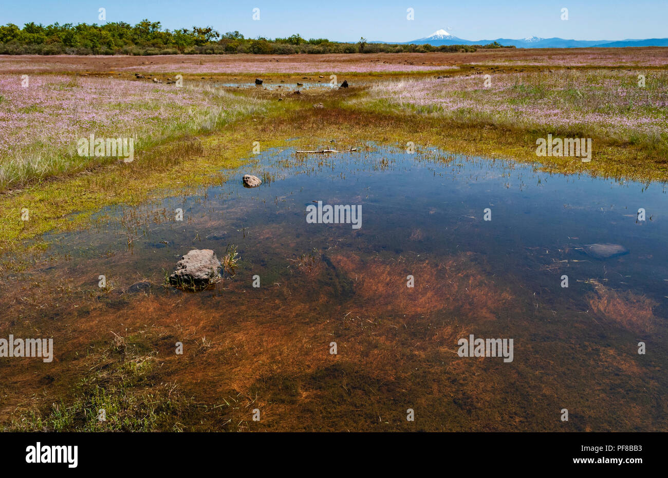 Rock pool ecosystem hi-res stock photography and images - Alamy