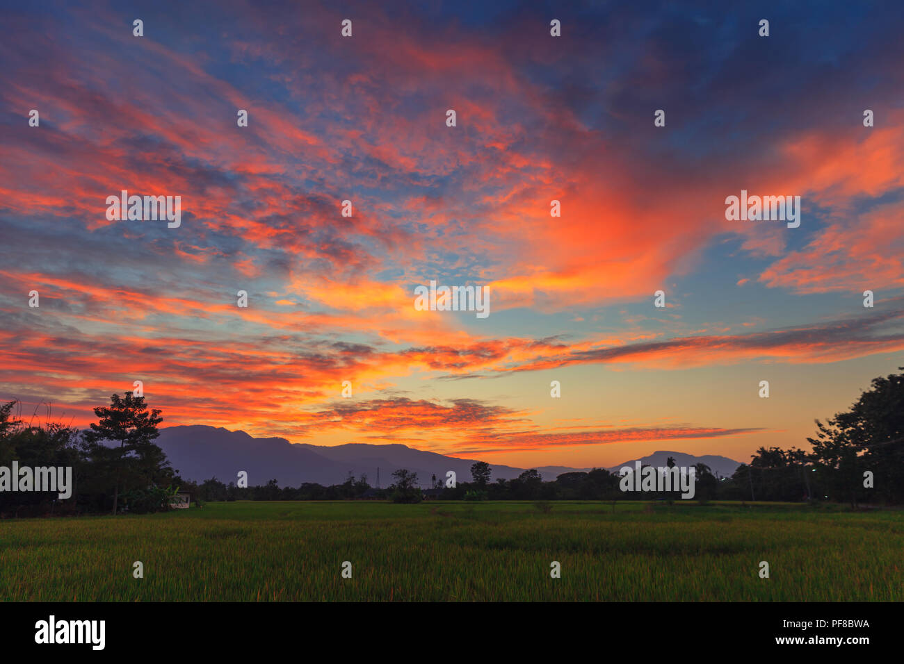Nature landscape: Beautiful rice field at sunset on background mountain ...