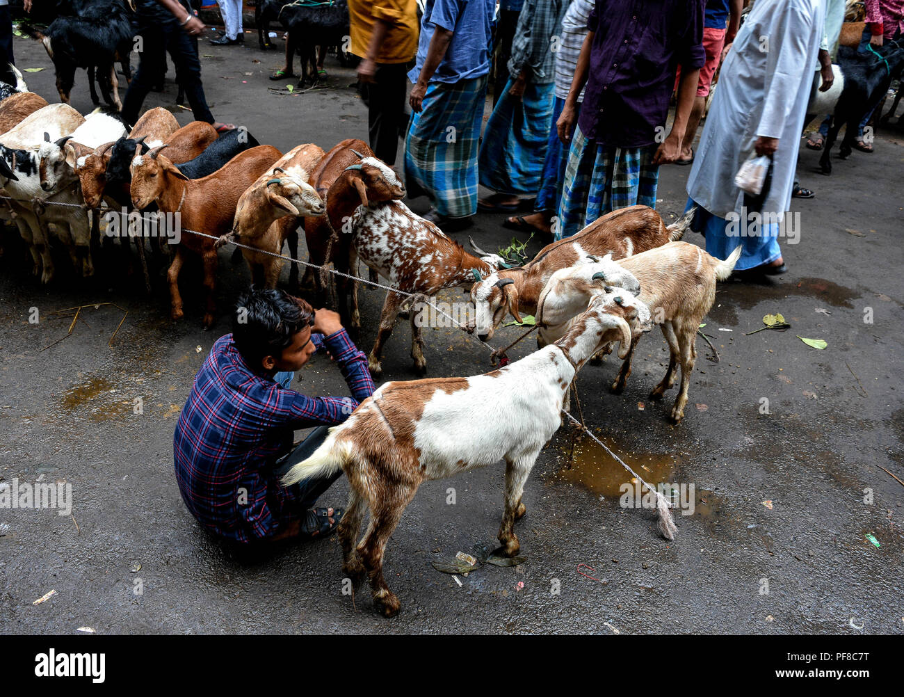 Kolkata, India. 19th Aug, 2018. Seller at the bakra eid market. Bakr ...