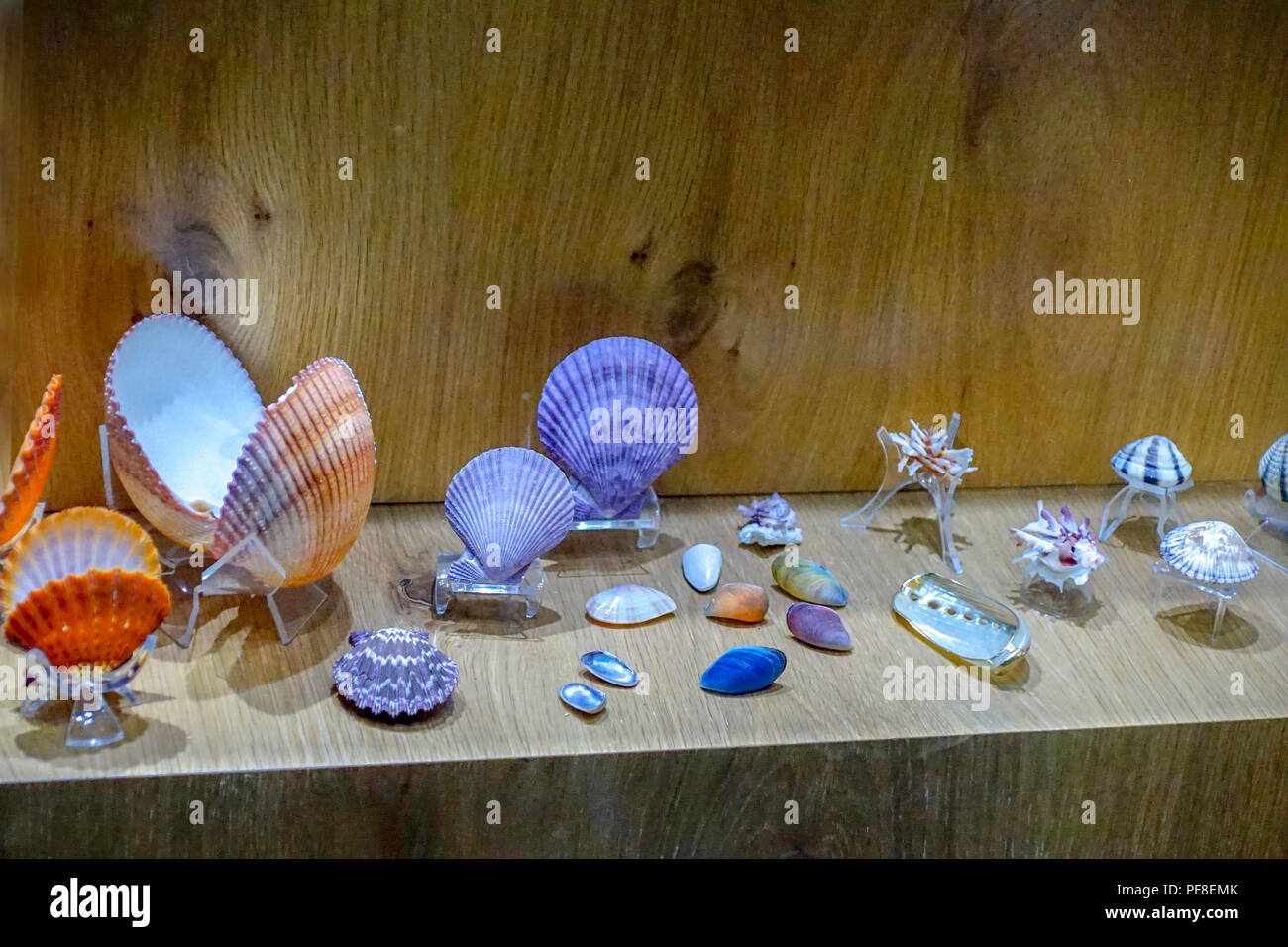 A display of elaborate exoskeleton sea shells and seashells Stock Photo ...
