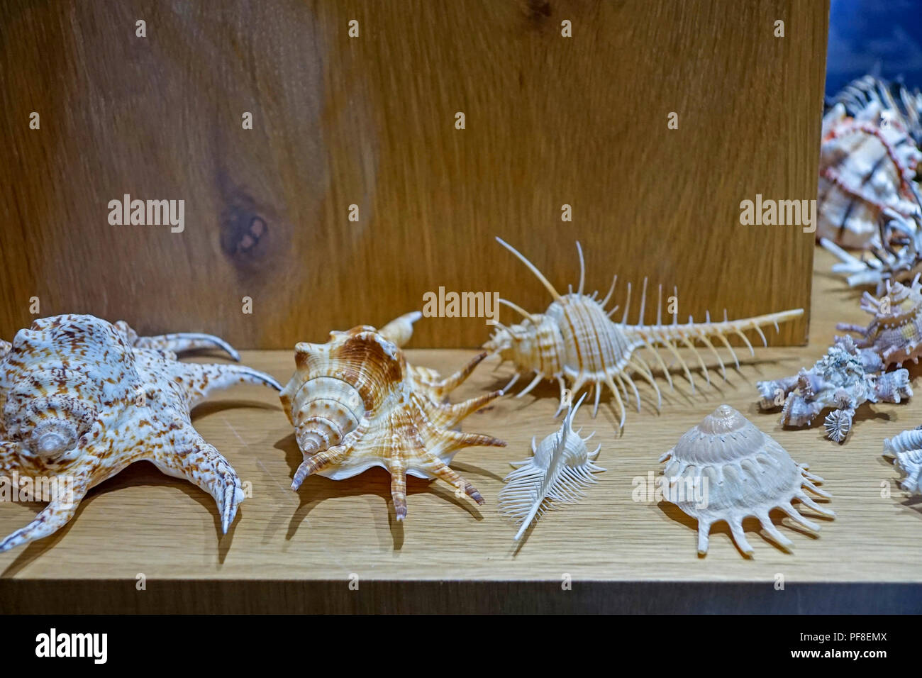 Mollusc exoskeleton hi-res stock photography and images - Alamy