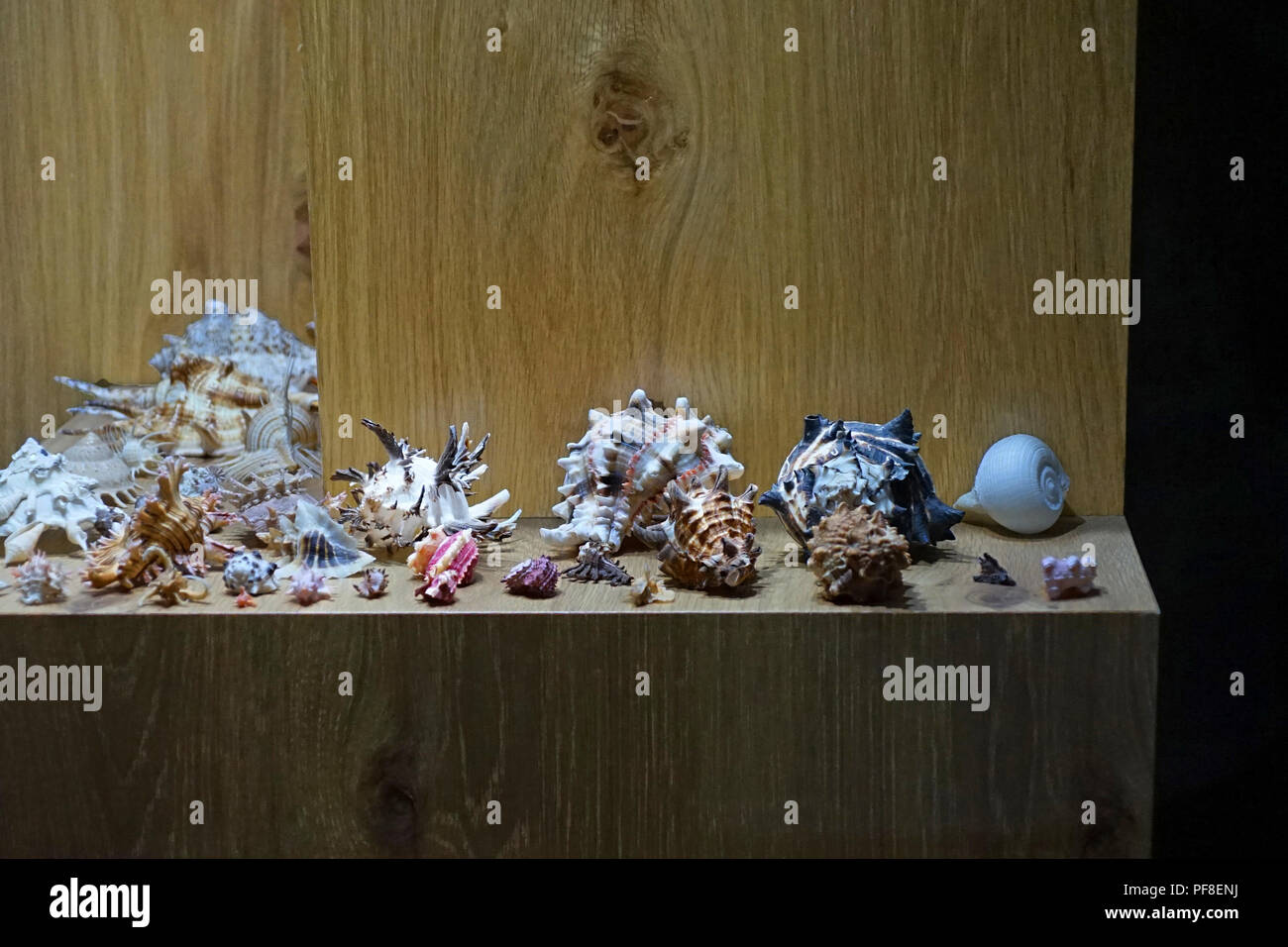 A display of elaborate exoskeleton sea shells and seashells Stock Photo ...