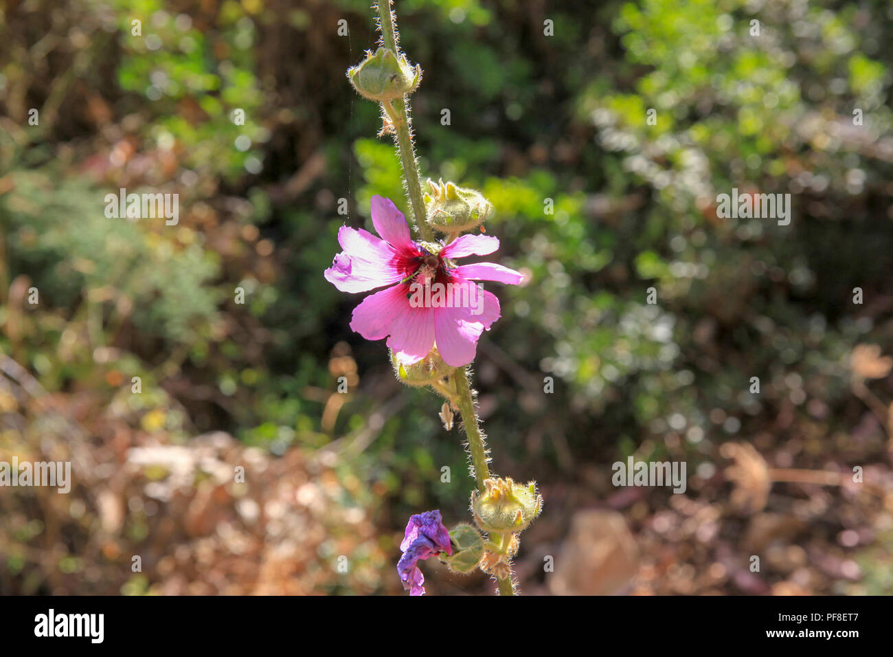 Selective focus image of a Bristly Hollyhock (Alcea setosa ...