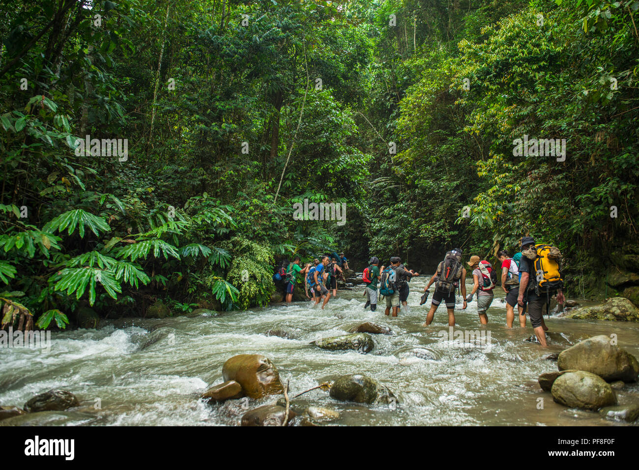 A group of tourist hikers crossing a river in the rainforest at the ...