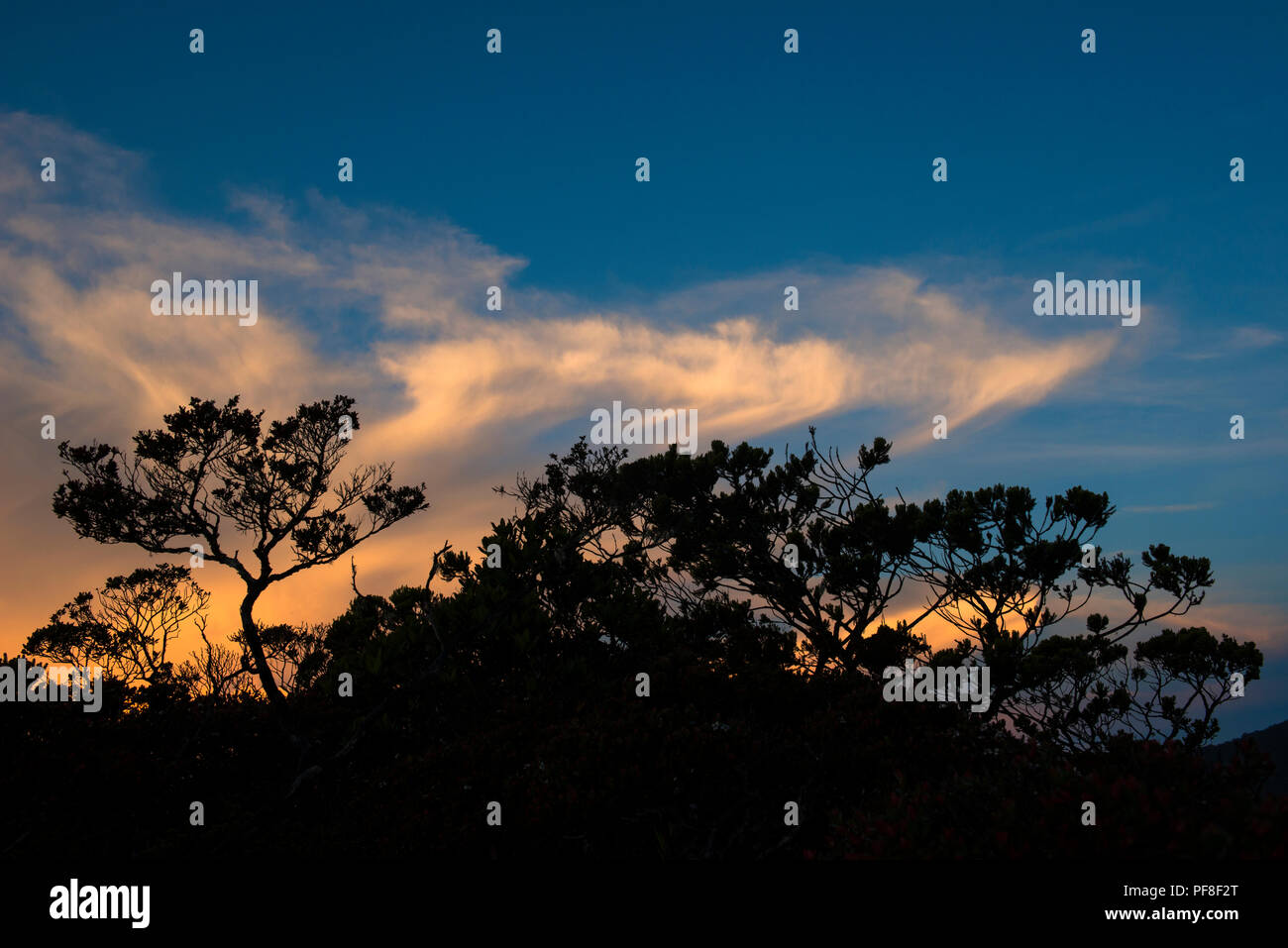 Silhouette of montane cloud forest trees against sky and clouds at dawn ...