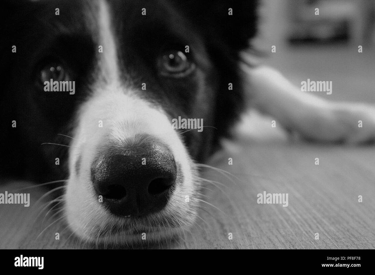 Border Collie Close Up Stock Photo - Alamy
