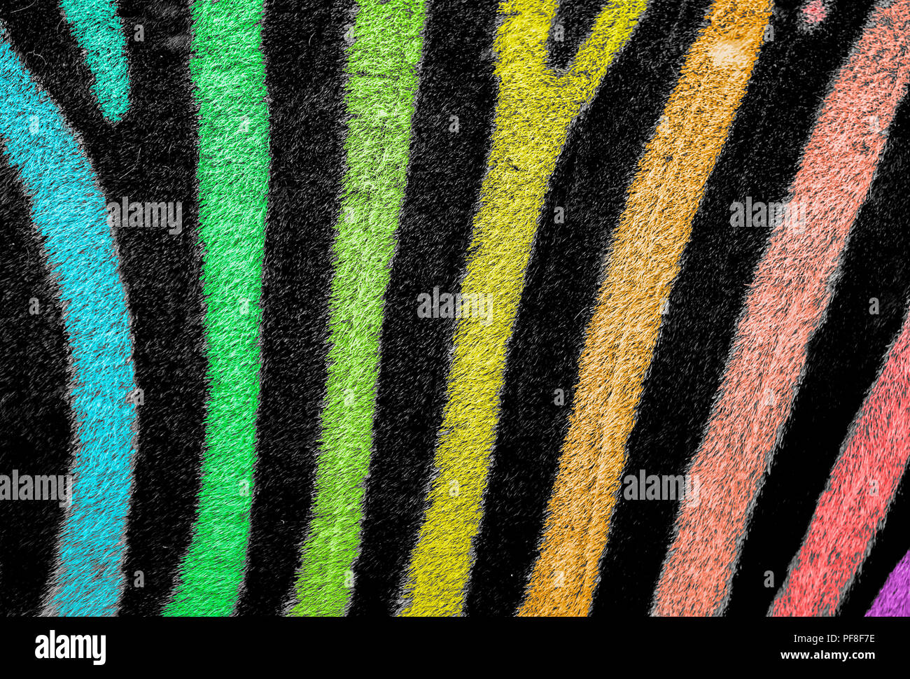 Digitally enhanced image of a close up of multi colored painted zebras ...