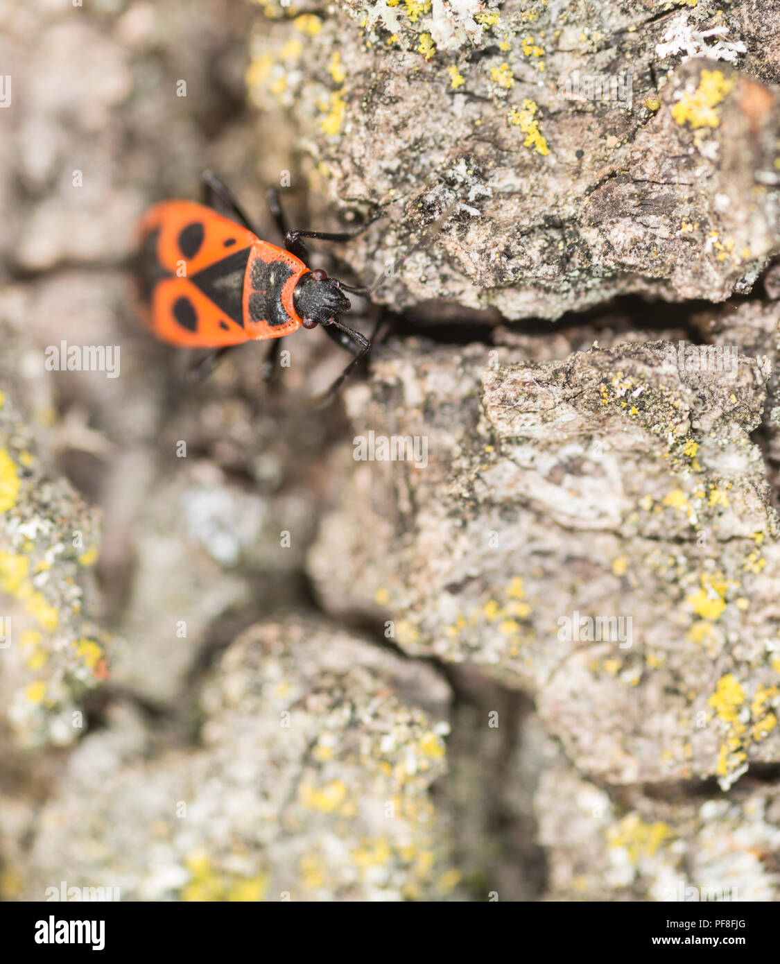 Bug triangle hi-res stock photography and images - Alamy