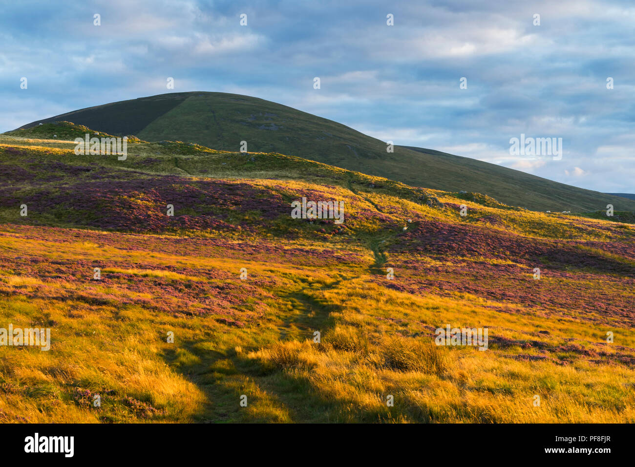 Hedgehope hi-res stock photography and images - Alamy