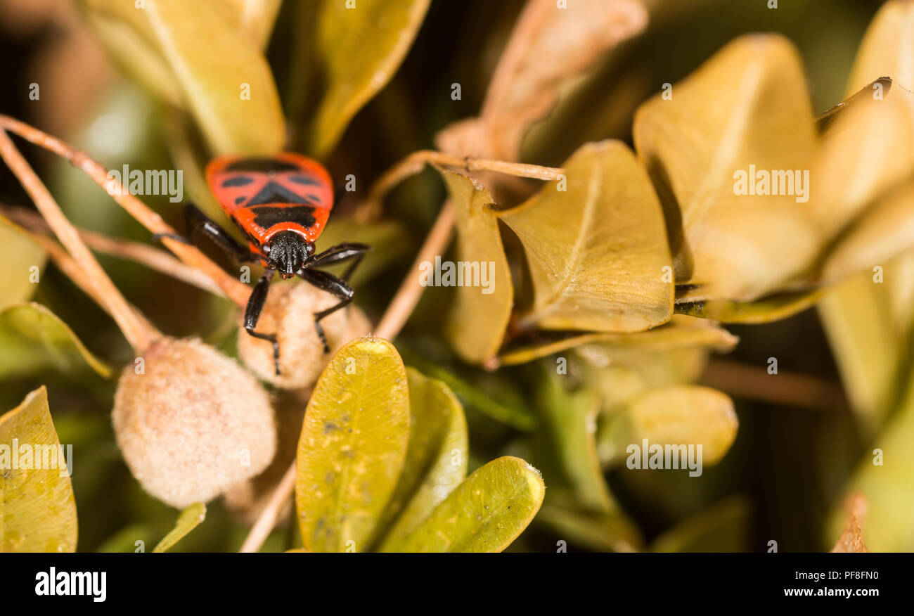 Fire bug crawling on the fallen leaves of a hedge Stock Photo - Alamy