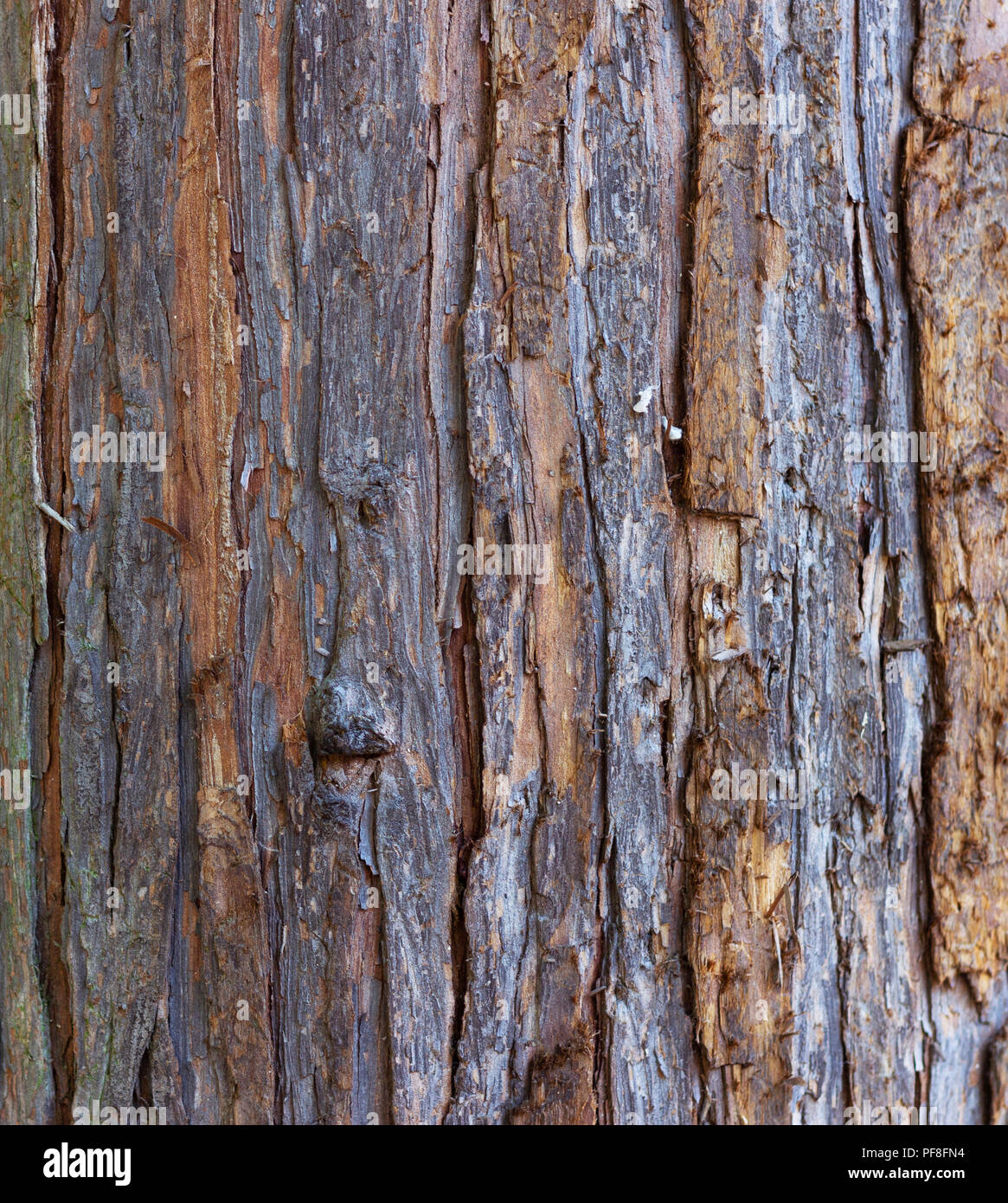 Skin of the tree hi-res stock photography and images - Alamy