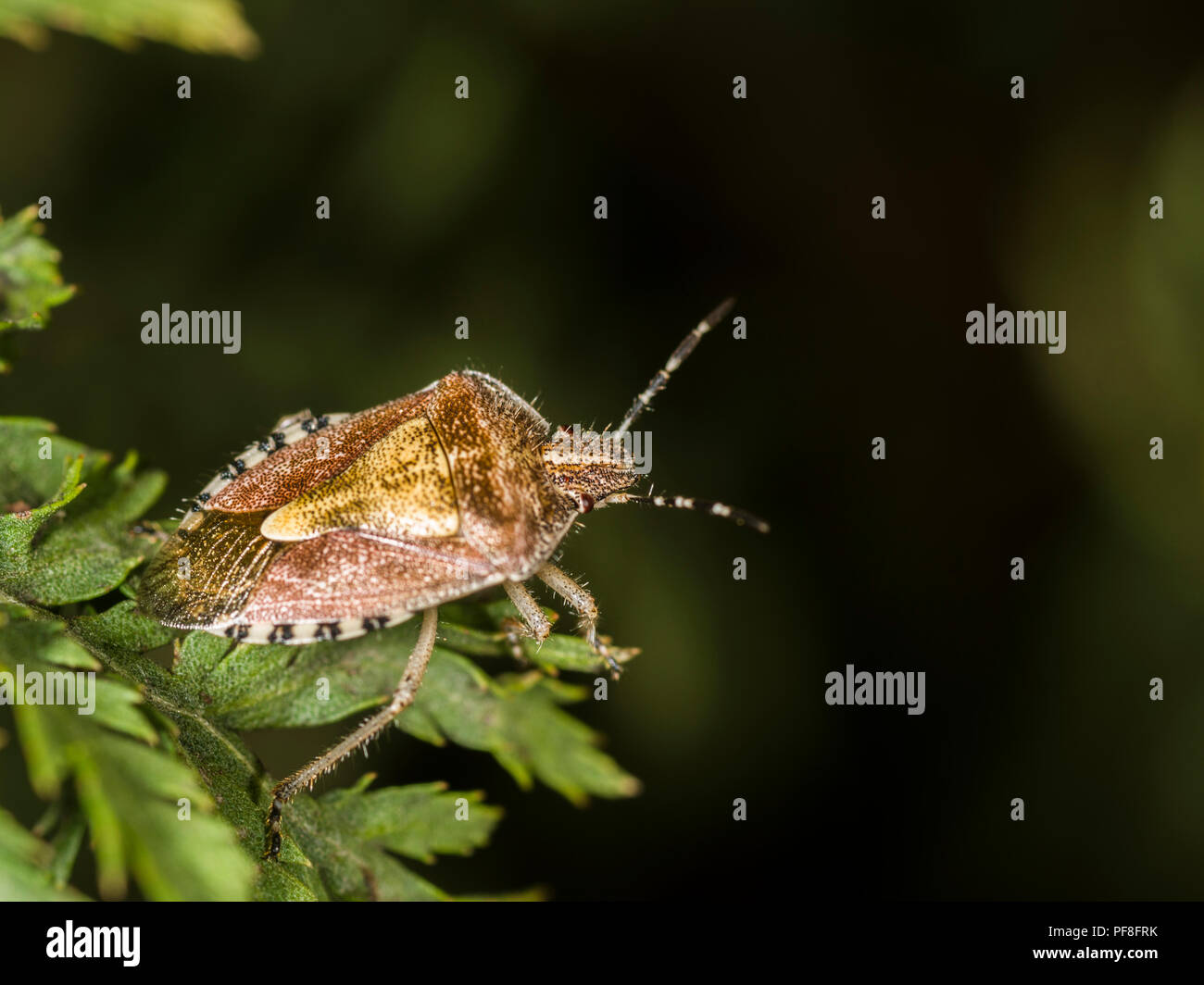 Bug negative space hi-res stock photography and images - Alamy