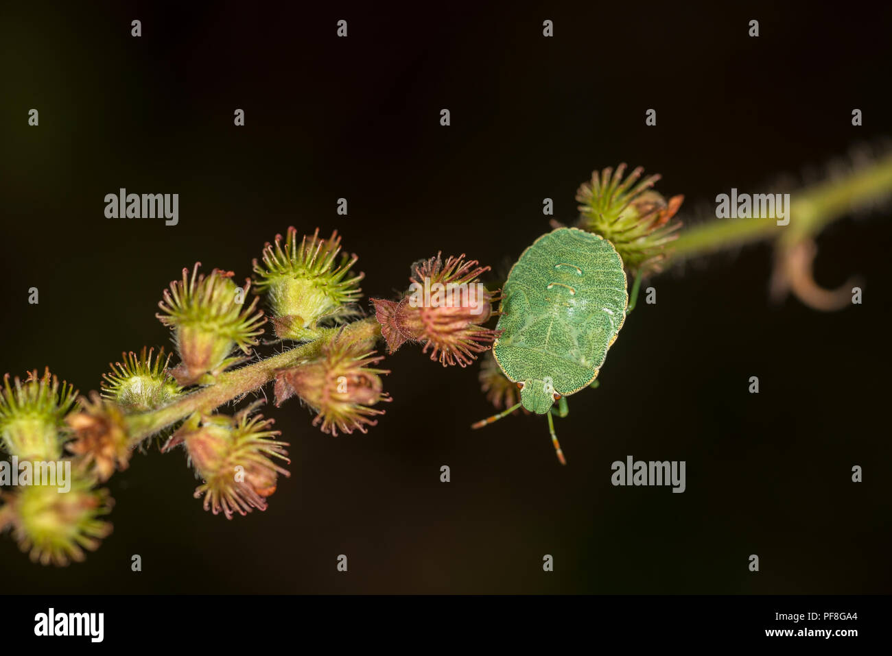 Groene plant hi-res stock photography and images - Alamy