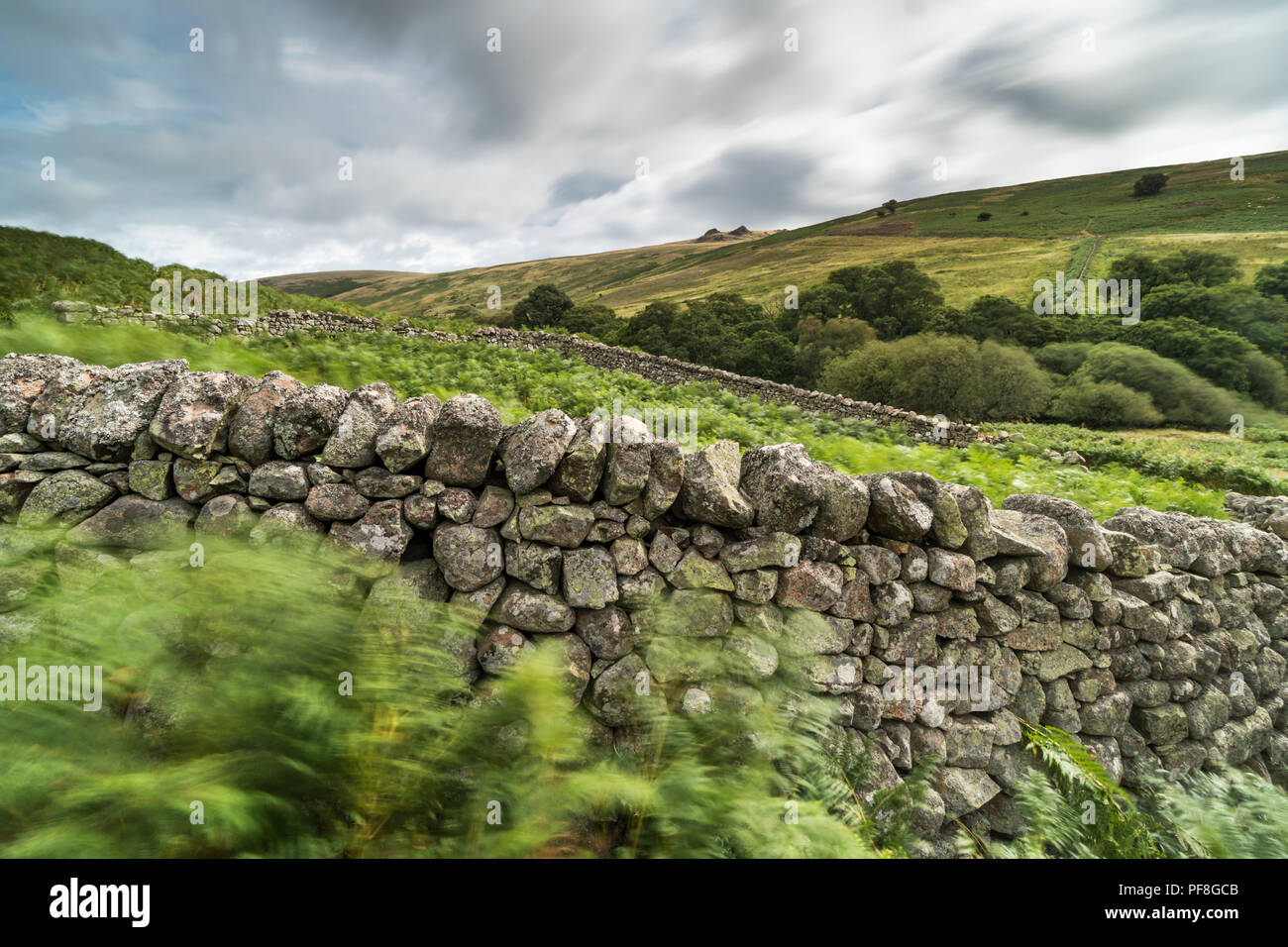 Dry stone wall sheep hi-res stock photography and images - Alamy