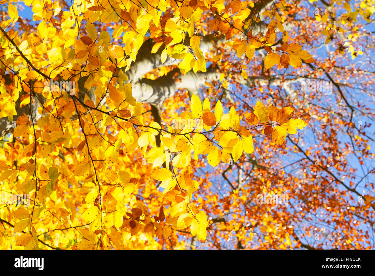 Vibrant yellow Walnut golden fall tree foliage on blue sky background ...